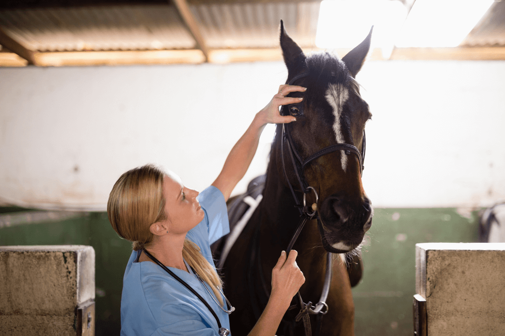 What is a Veterinarian? Role, Education & Benefits | SMUSVM