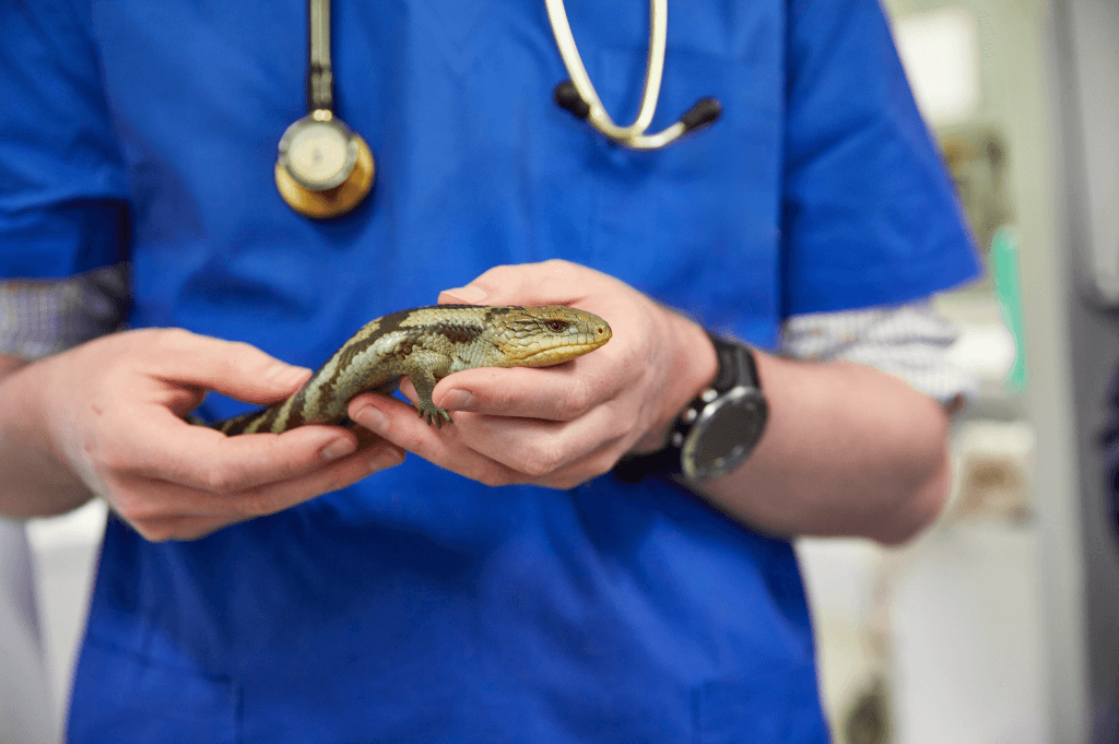 What is a Veterinarian? Role, Education & Benefits | SMUSVM