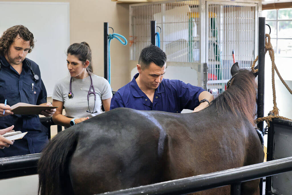 How To Prepare a Strong Vet School Application | SMUSVM