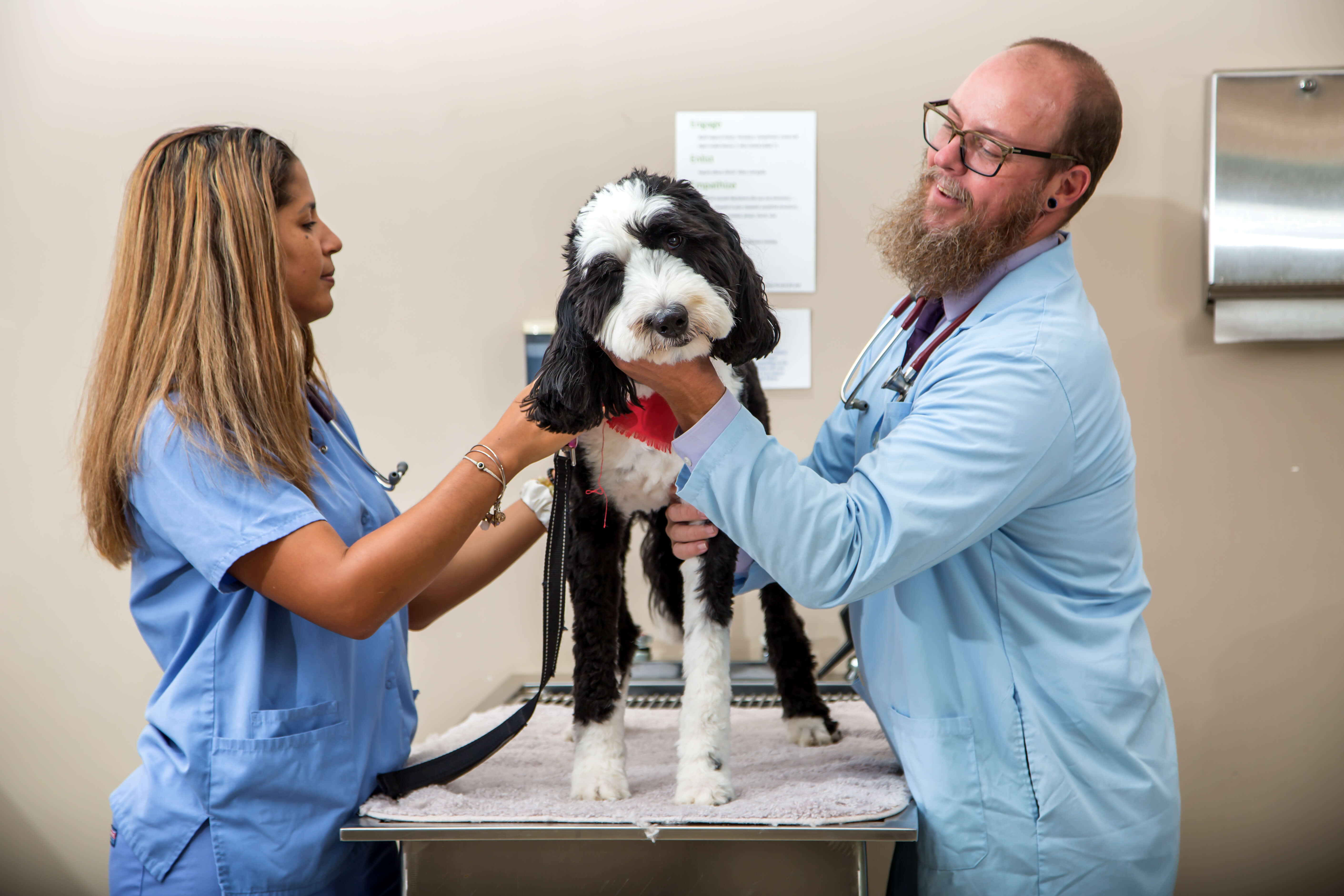 The challenges and rewards of veterinary medicine degree | SMU
