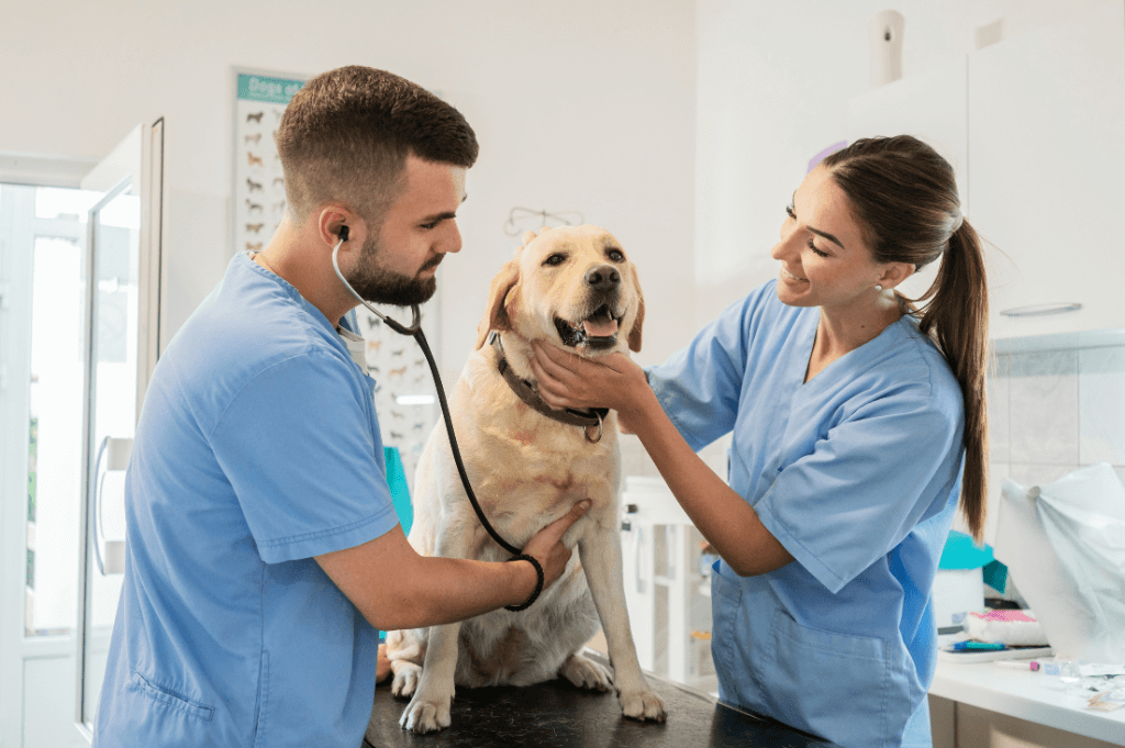 How to Prepare for a Career in Veterinary Medicine | SMUSVM