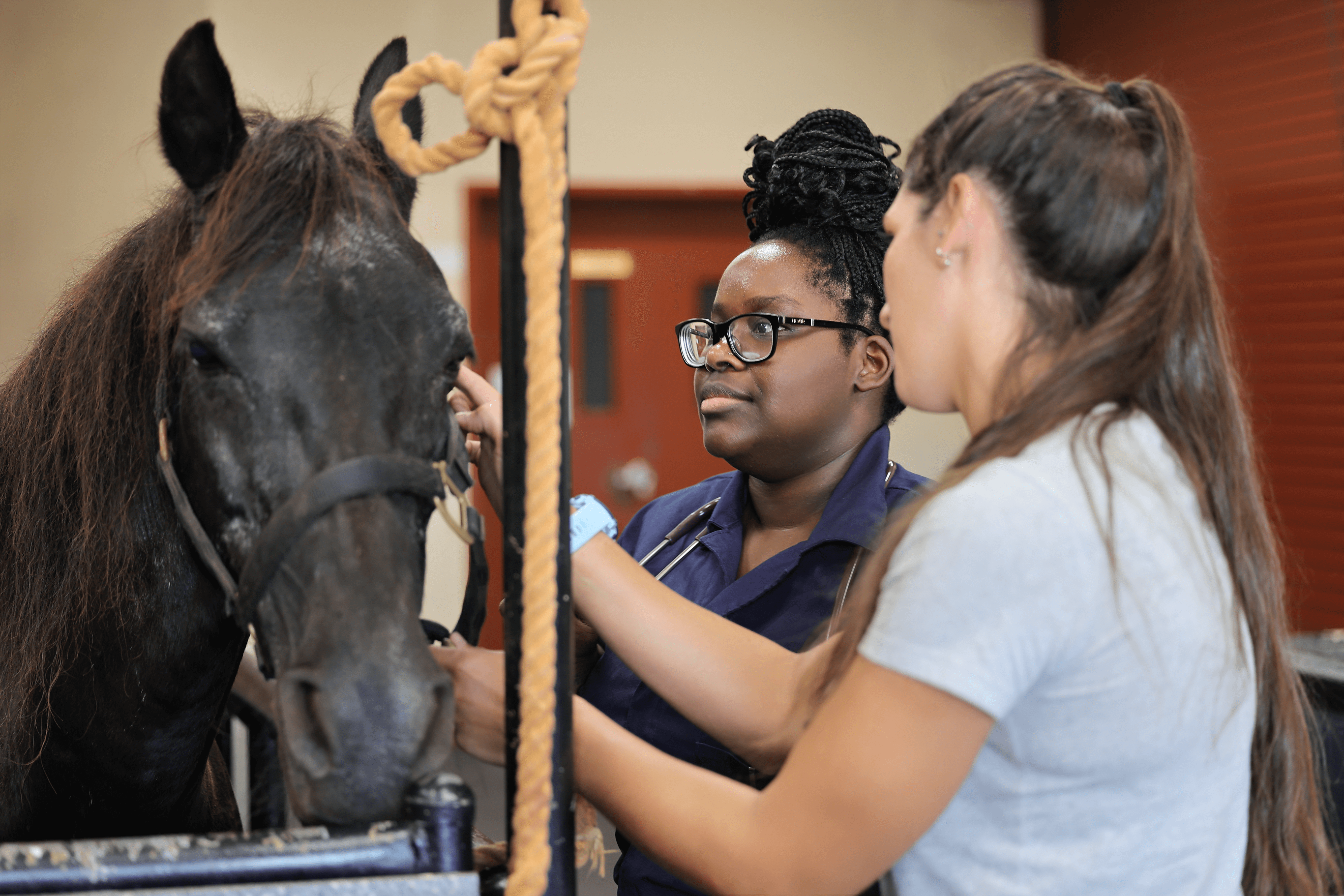 Guide to Veterinary Specialties: Explore Career Paths | SMU
