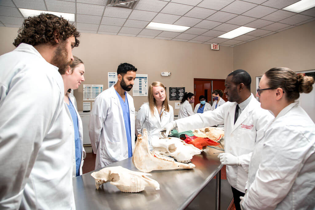 What are the different types of veterinarians and what they do?
