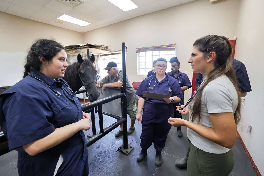 What are the different types of veterinarians and what they do?