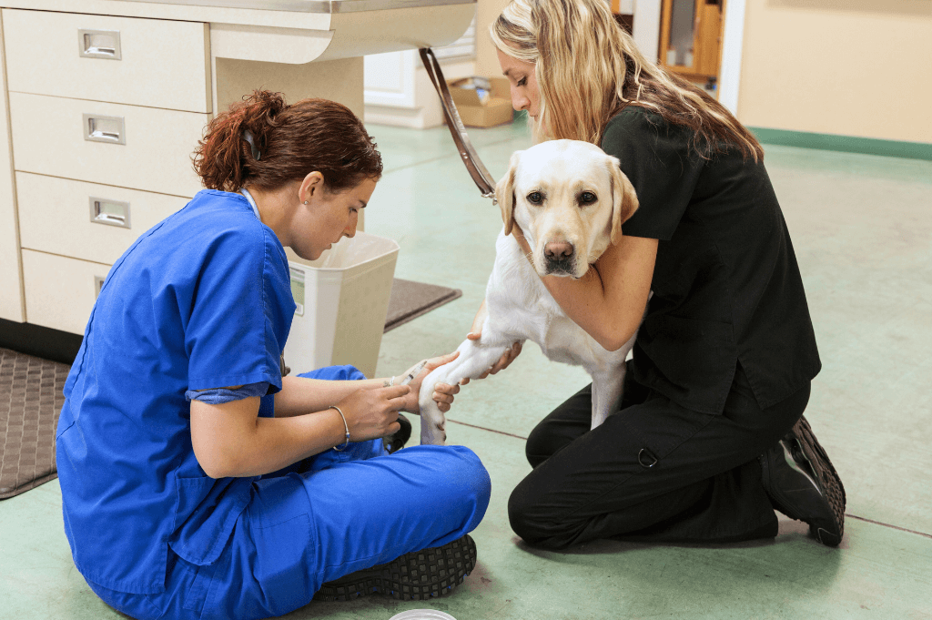 Guide to Veterinary Specialties: Explore Career Paths | SMU