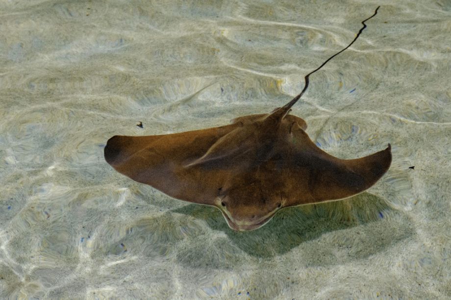 Guide to a Career in Aquatic Animal Veterinary Medicine | SMUSVM