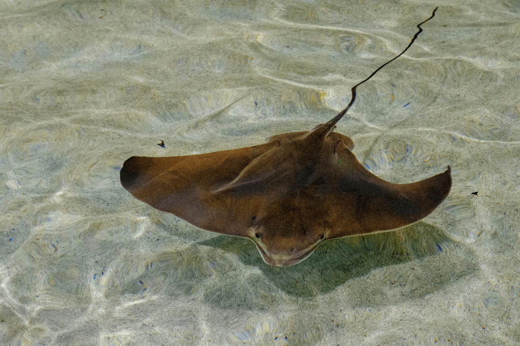Guide to a Career in Aquatic Animal Veterinary Medicine | SMUSVM
