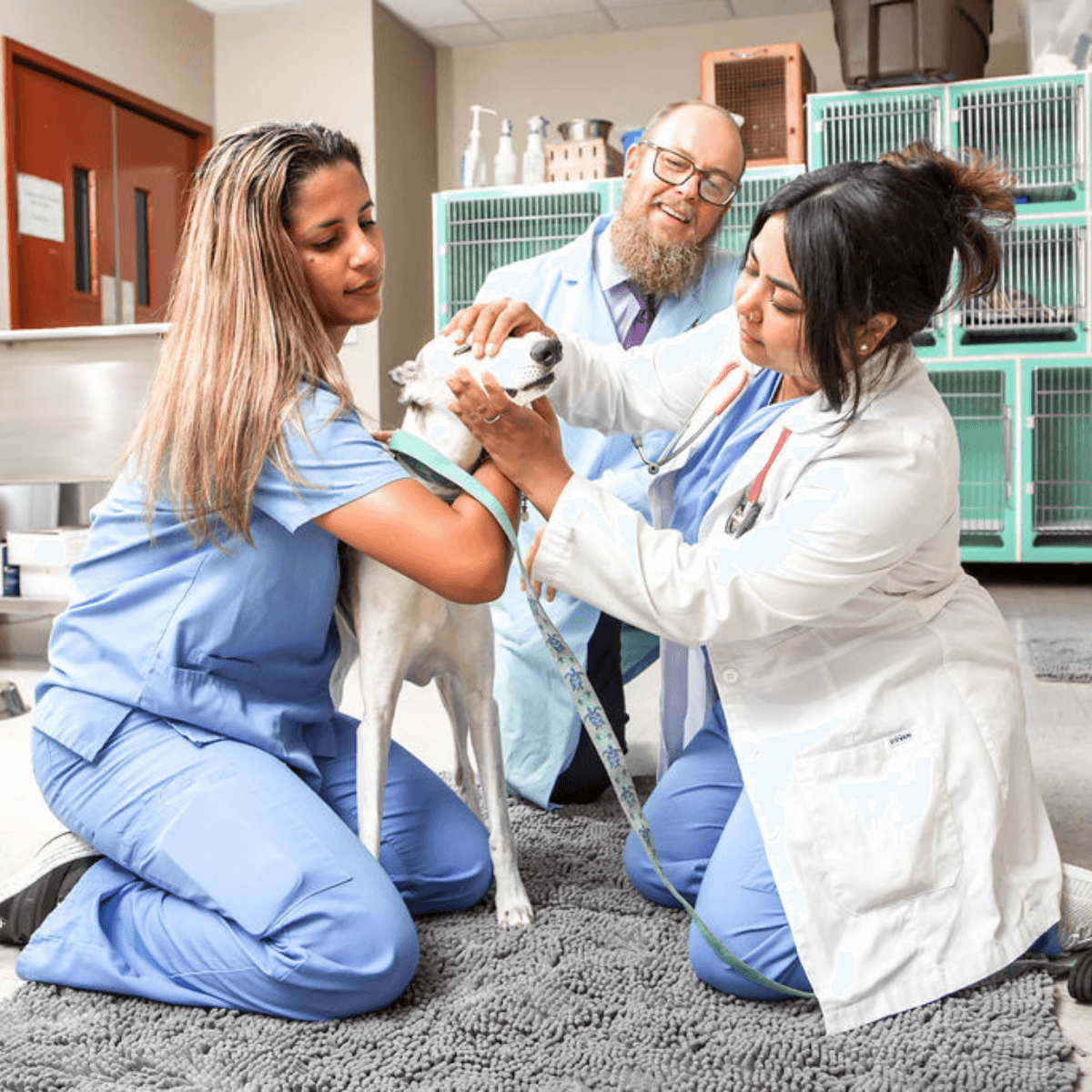 Pre-Veterinary Master’s Program | SMUSVM